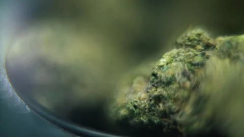 Indica Flower Videos Stock Videos – Royalty-Free HD & 4K Videos