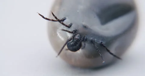 Lightskin Backshot Stock Videos – Royalty-Free HD & 4K Videos | Pond5