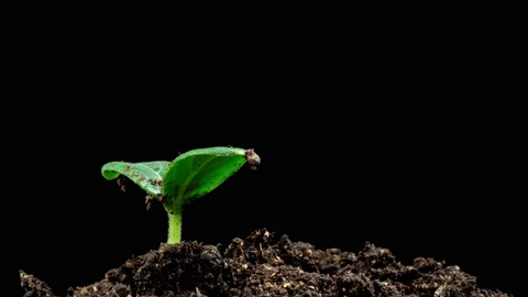 Cucumber Macro Stock Videos – Royalty-Free HD & 4K Videos | Pond5