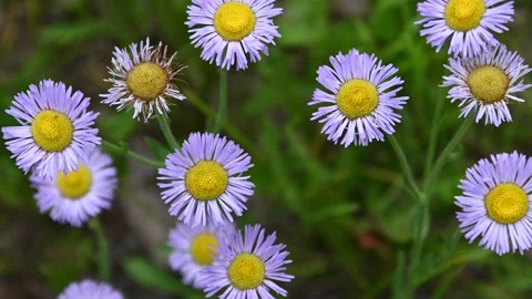 Violet Video Stock Videos – Royalty-Free HD & 4K Videos | Pond5