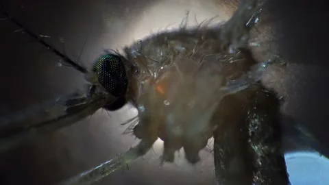 Macro view of dead mosquito with long no... | Stock Video | Pond5