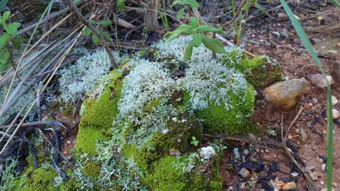 Macro view of underbrush forest mosses e... | Stock Video | Pond5