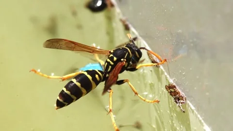 Macro view at wasp sit on a water surfac... | Stock Video | Pond5