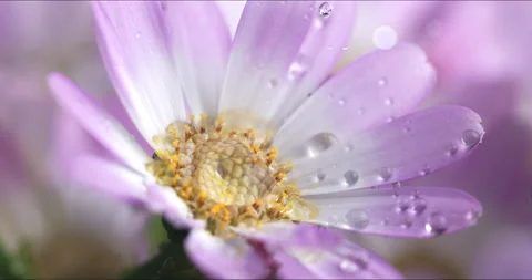 Falling ] Stock Videos – Royalty-Free HD & 4K Videos | Pond5