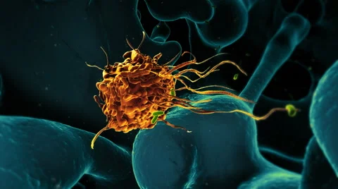 Macrophage Stock Video Footage | Royalty Free Macrophage Videos | Pond5