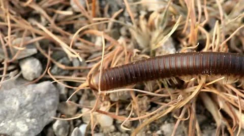 Centipede Stock Videos – Royalty-Free HD & 4K Videos