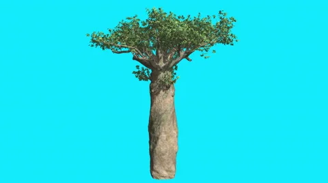 Madagascan Baobab Thick Tree on Chroma K... | Stock Video | Pond5