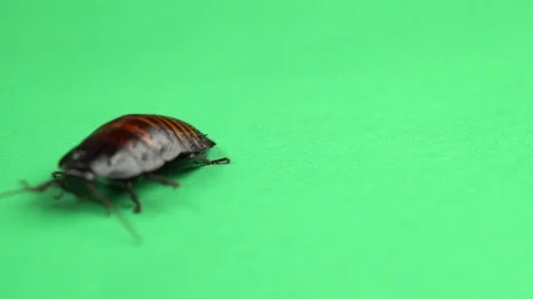 Cockroach Green Screen Stock Videos – Royalty-Free HD & 4K Videos | Pond5