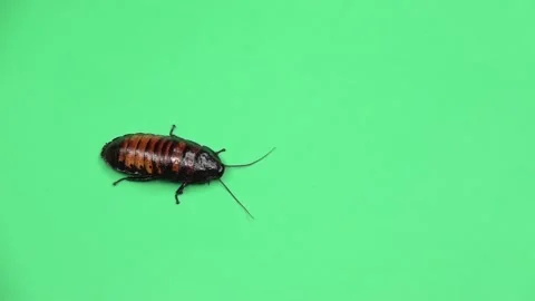 Cockroach Green Screen Stock Videos – Royalty-Free HD & 4K Videos | Pond5