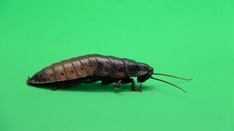 Madagascar cockroach crawls . Green scre... | Stock Video | Pond5