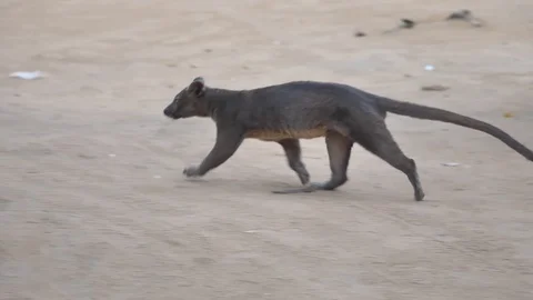 Animals Running Away Stock Footage ~ Royalty Free Stock Videos | Pond5