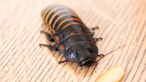 Hissing In Head Stock Videos – Royalty-Free HD & 4K Videos