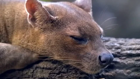 Madagascar's top predator, the Fossa, sl... | Stock Video | Pond5