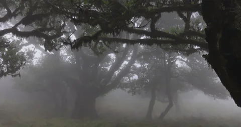 Madeira mysterious forest drowning in fo... | Stock Video | Pond5