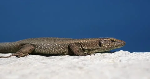 Madeiran wall lizard, Teira dugesii, in ... | Stock Video | Pond5