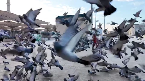 Madinah Pigeon Birds - Masjid Nabawi Mos... | Stock Video | Pond5
