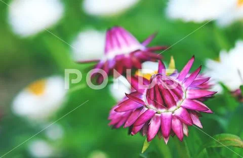 Magenta Australian native Everlasting Daisy, Xerochrysum bracteatum ...
