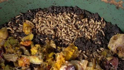 Maggot cultivation, an animal that decom... | Stock Video | Pond5