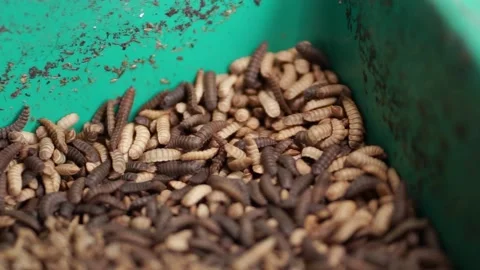 Maggot cultivation, an animal that decom... | Stock Video | Pond5