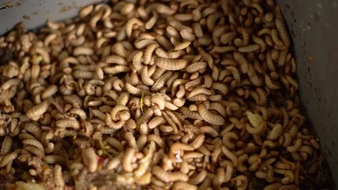 Maggot cultivation, an animal that decom... | Stock Video | Pond5