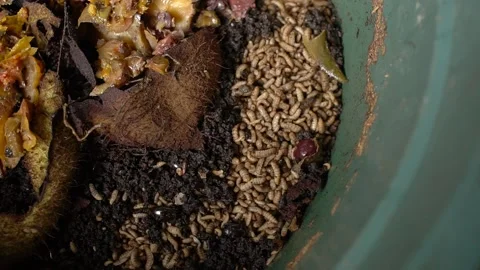 Maggot cultivation, an animal that decom... | Stock Video | Pond5