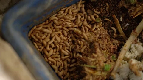 Maggot cultivation, an animal that decom... | Stock Video | Pond5