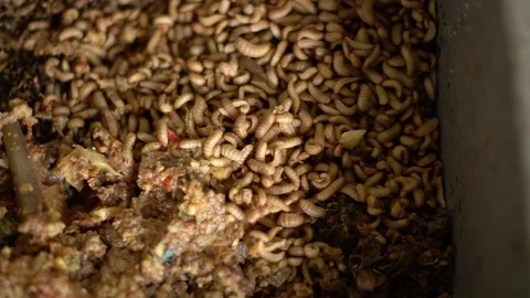 Maggot cultivation, an animal that decom... | Stock Video | Pond5
