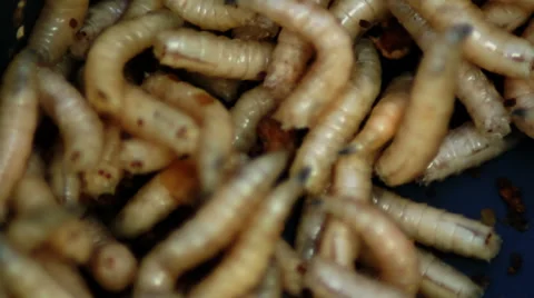 Maggots (Acheta Domesticus )Fat insect l... | Stock Video | Pond5
