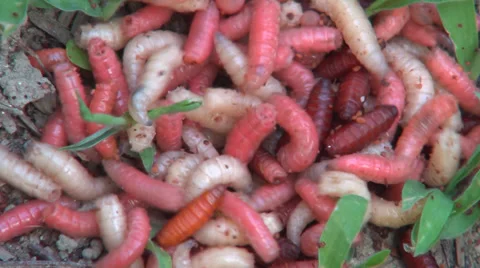 Maggots as Bait for Fishing Rod, Worms f... | Stock Video | Pond5