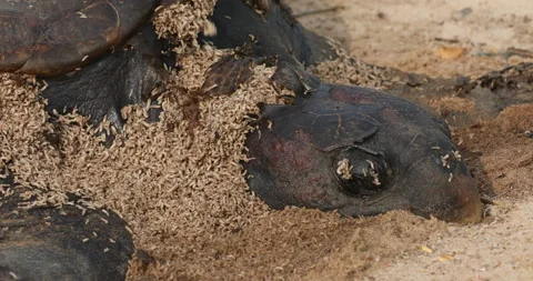 Maggots On Body Of Dead Sea Turtle | Stock Video | Pond5