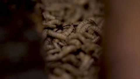 Maggots close up fly larva. Decay and de... | Stock Video | Pond5