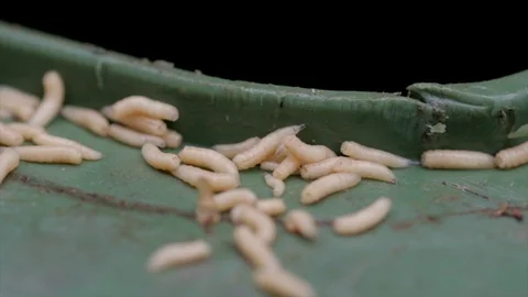 Maggots close up fly larva maggots crawl... | Stock Video | Pond5