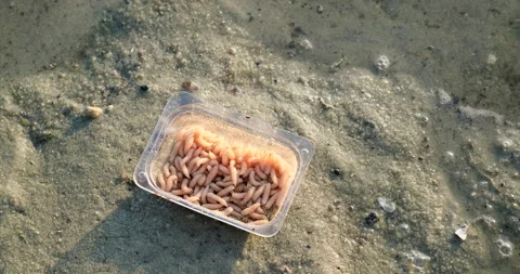 Maggot Bait Stock Videos – Royalty-Free HD & 4K Videos | Pond5