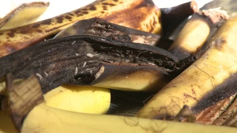 Maggots Crawling into Banana Peel | Stock Video | Pond5