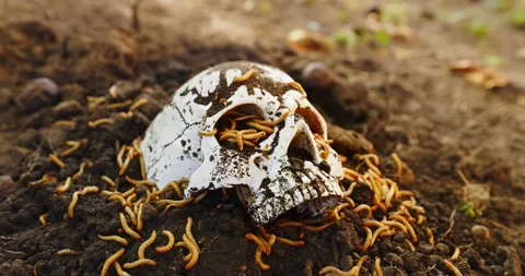Maggots crawling in dead skull | Stock Video | Pond5
