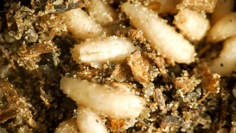 Maggot Bait Stock Videos – Royalty-Free HD & 4K Videos | Pond5
