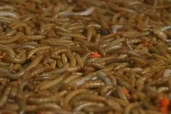 Maggots In Eye Socket