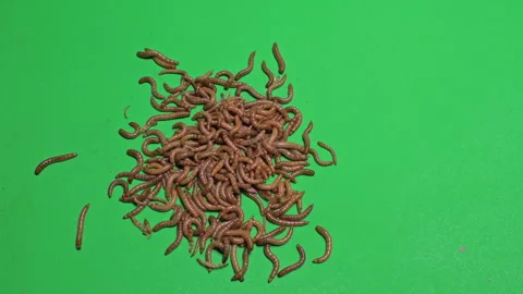 Maggots A on Green Screen Chroma Key Pt4... | Stock Video | Pond5