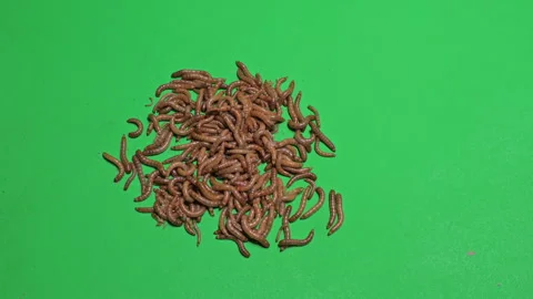 Maggots A on Green Screen Chroma Key Pt2... | Stock Video | Pond5