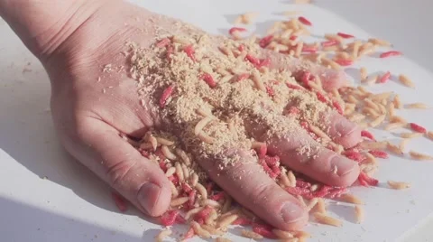 Maggots On The Hand Stock Videos – Royalty-Free HD & 4K Videos | Pond5