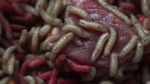 Maggots with meat.Fat insect larvae,larv... | Stock Video | Pond5