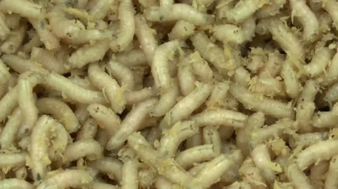 Maggot Bait Stock Footage ~ Royalty Free Stock Videos | Pond5