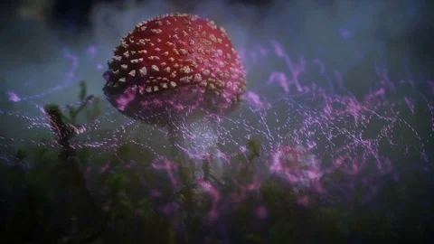 Mushroom Spore Stock Footage ~ Royalty Free Stock Videos | Pond5