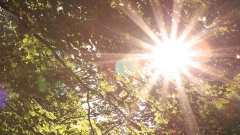 Magic sun rays with fireflies in the for... | Stock Video | Pond5