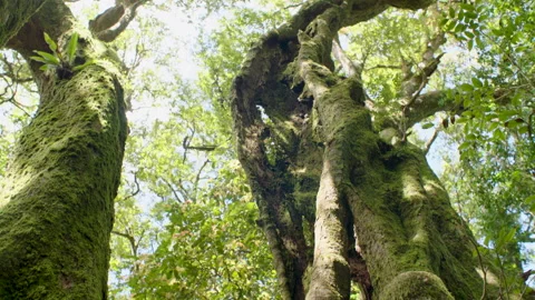 Magical Ancient Trees in Australian Nati... | Stock Video | Pond5