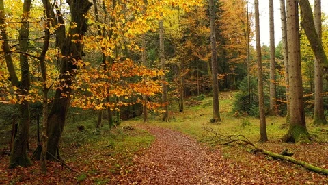 Magical fall season colourful forest pat... | Stock Video | Pond5