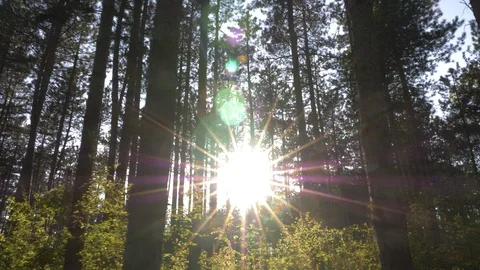 Spring Mountain Trees Stock Videos – Royalty-Free HD & 4K Videos | Pond5