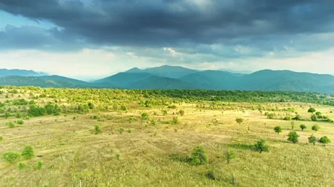 Sparse Trees Stock Video Footage | Royalty Free Sparse Trees Videos | Pond5