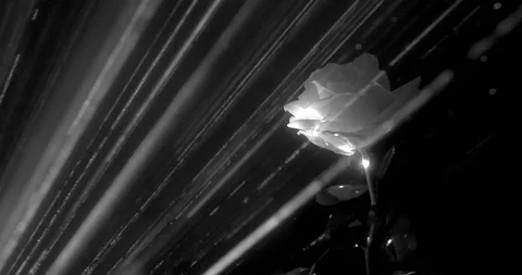 Magical white rose in dark and enchanted... | Stock Video | Pond5