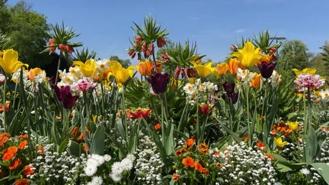 Sky Viral Video Stock Video Footage | Royalty Free Sky Viral Video ...